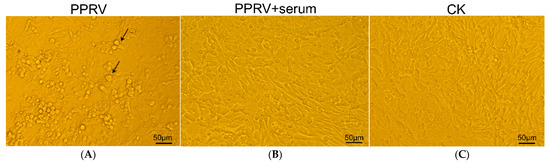 Expression and Evaluation of a Novel PPRV Nanoparticle Antigen Based on ...