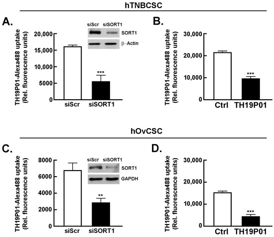 The TH1902 Docetaxel Peptide-Drug Conjugate Inhibits Xenografts Growth ...