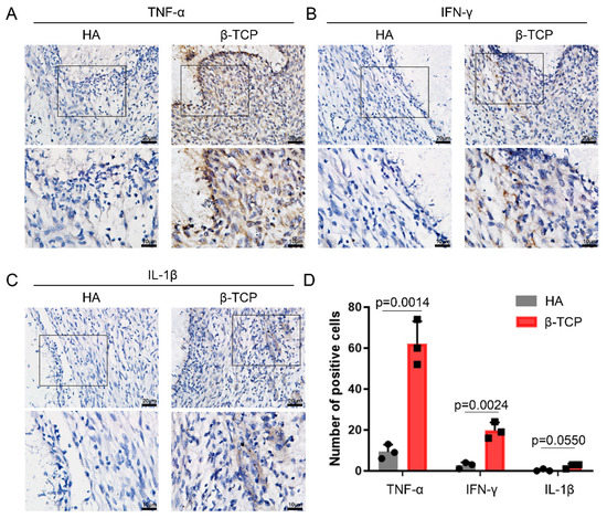 Pharmaceutics | Free Full-Text | Biodegradation of HA and β-TCP ...