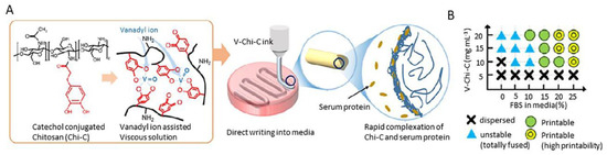 3D Bioprinted Chitosan-Based Hydrogel Scaffolds in Tissue Engineering ...