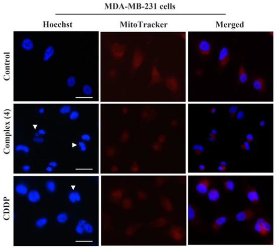 In Vitro and In Vivo Relevant Antineoplastic Activity of Platinum(II ...