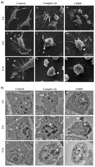 In Vitro and In Vivo Relevant Antineoplastic Activity of Platinum(II ...