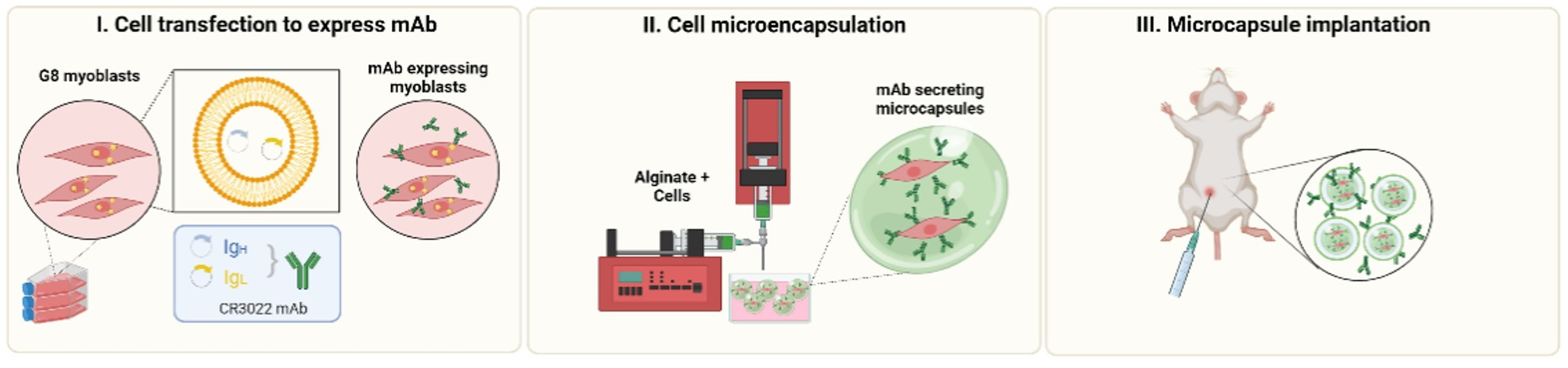 Pharmaceutics | Free Full-Text | Sustained Delivery of a Monoclonal ...