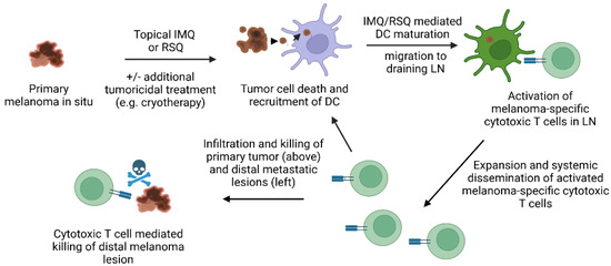 Topically Applied Resiquimod versus Imiquimod as a Potential Adjuvant ...