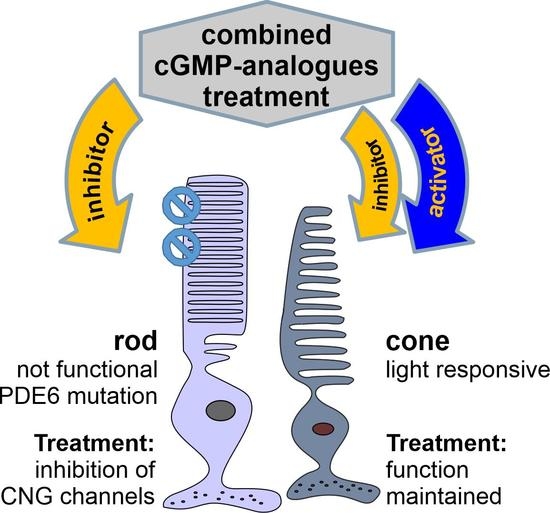Pharmaceutics | Free Full-Text | cGMP Analogues with Opposing Actions ...