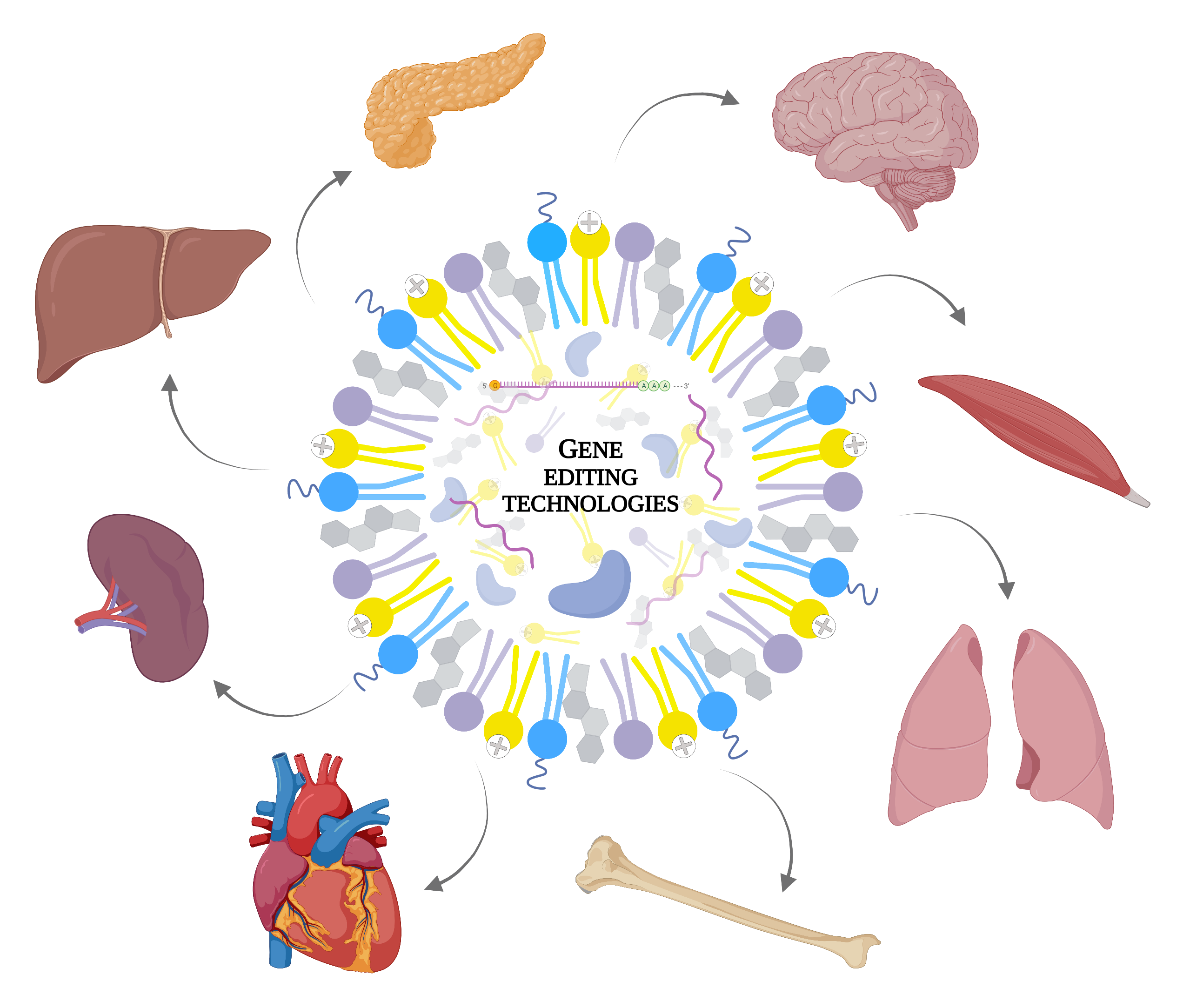 Pharmaceutics | Free Full-Text | Delivery of RNAs to Specific Organs by Lipid Nanoparticles for ...
