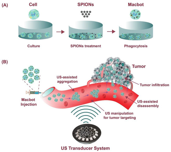 Acoustically Driven Cell-Based Microrobots for Targeted Tumor Therapy