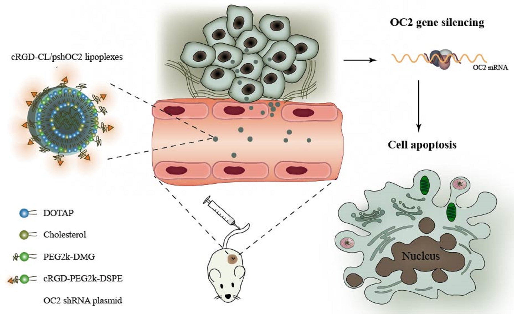 Pharmaceutics | Free Full-Text | Preparation of DSPE-PEG-cRGD Modified Cationic Liposomes for ...