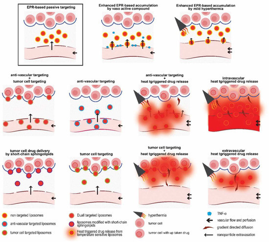 Liposomal Drug Delivery Systems for Cancer Therapy: The Rotterdam ...