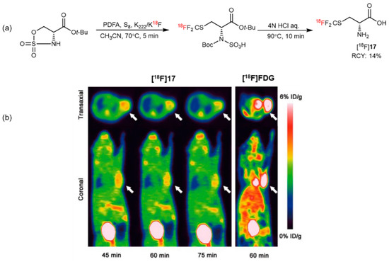Recent Advances in 18F-Labeled Amino Acids Synthesis and Application