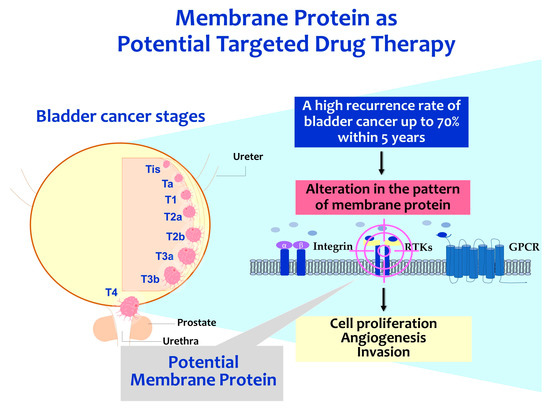 Pharmaceutics | Free Full-Text | Cancer-Associated Membrane Protein as ...