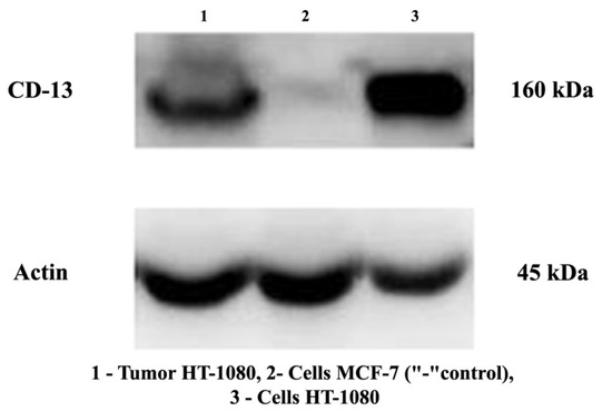 Chlorin e6 Phospholipid Delivery System Featuring APN/CD13 Targeting ...