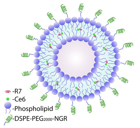 Chlorin e6 Phospholipid Delivery System Featuring APN/CD13 Targeting ...