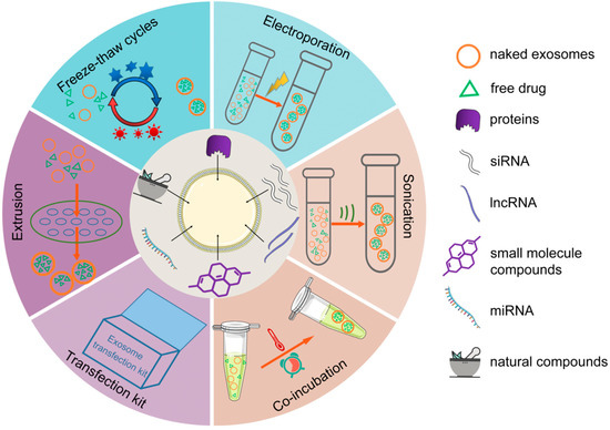 Pharmaceutics | Free Full-Text | Exosomes as CNS Drug Delivery Tools ...
