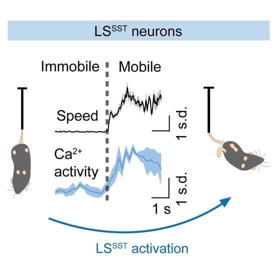 Pharmaceutics | Free Full-Text | Activation of Somatostatin-Expressing ...