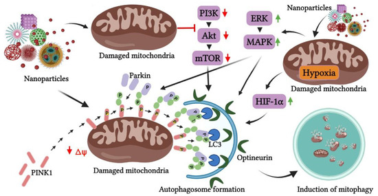Mitophagy Induced by Metal Nanoparticles for Cancer Treatment