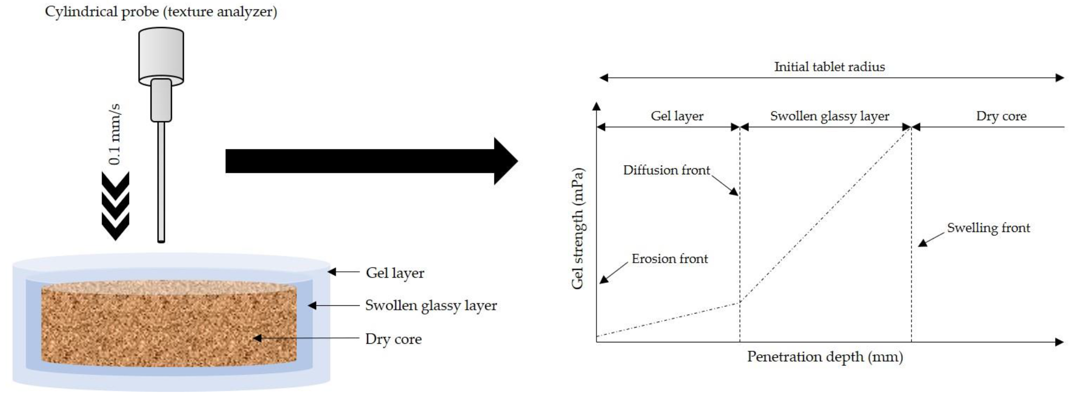 New Insight into the Impact of Effervescence on Gel Layer ...