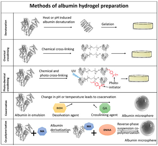 Films, Gels and Electrospun Fibers from Serum Albumin Globular Protein ...