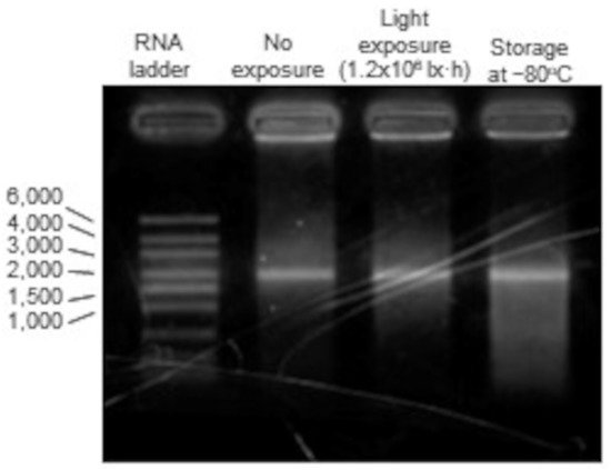 Stability Study of mRNA-Lipid Nanoparticles Exposed to Various ...