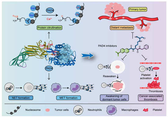 PAD4 and Its Inhibitors in Cancer Progression and Prognosis