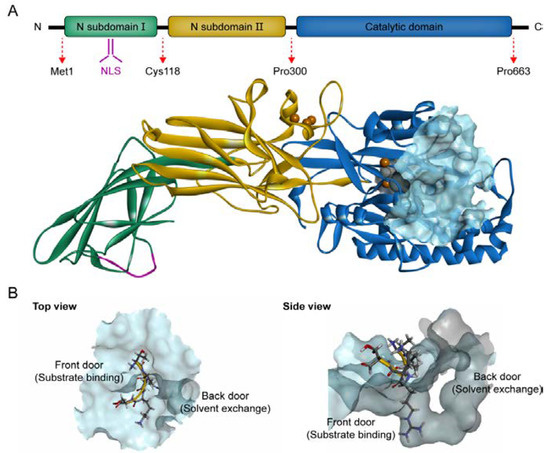 PAD4 and Its Inhibitors in Cancer Progression and Prognosis