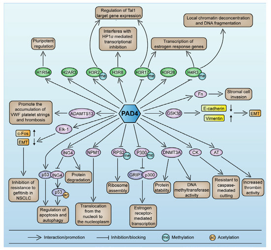 PAD4 and Its Inhibitors in Cancer Progression and Prognosis