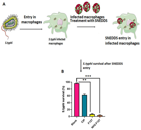 Amidated Pluronic Decorated Muco-Penetrating Self-Nano Emulsifying Drug ...
