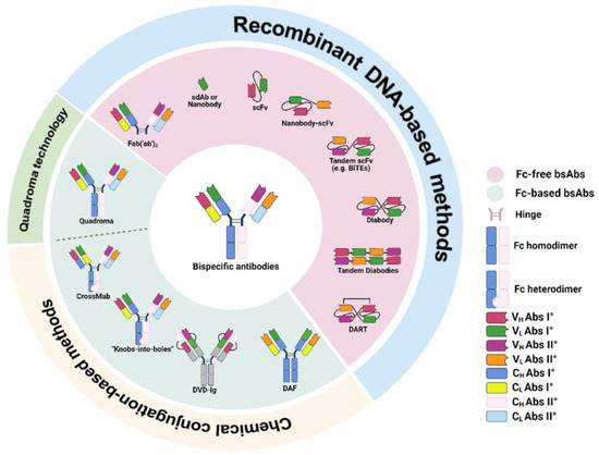 Bispecific Antibodies: A Novel Approach for the Treatment of Solid Tumors