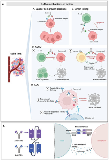Bispecific Antibodies: A Novel Approach for the Treatment of Solid Tumors