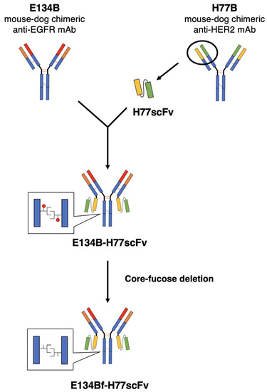 Antitumor Activity of an Anti-EGFR/HER2 Bispecific Antibody in a Mouse ...