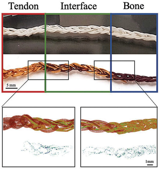 Pharmaceutics | Free Full-Text | Wetspun Polymeric Fibrous Systems as ...
