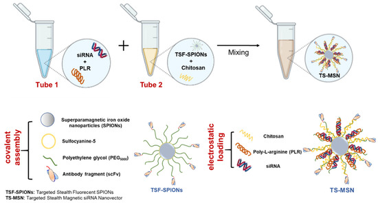 Combination of Nanovectorized siRNA Directed against Survivin with ...
