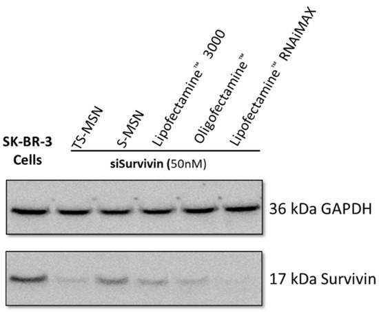 Combination of Nanovectorized siRNA Directed against Survivin with ...
