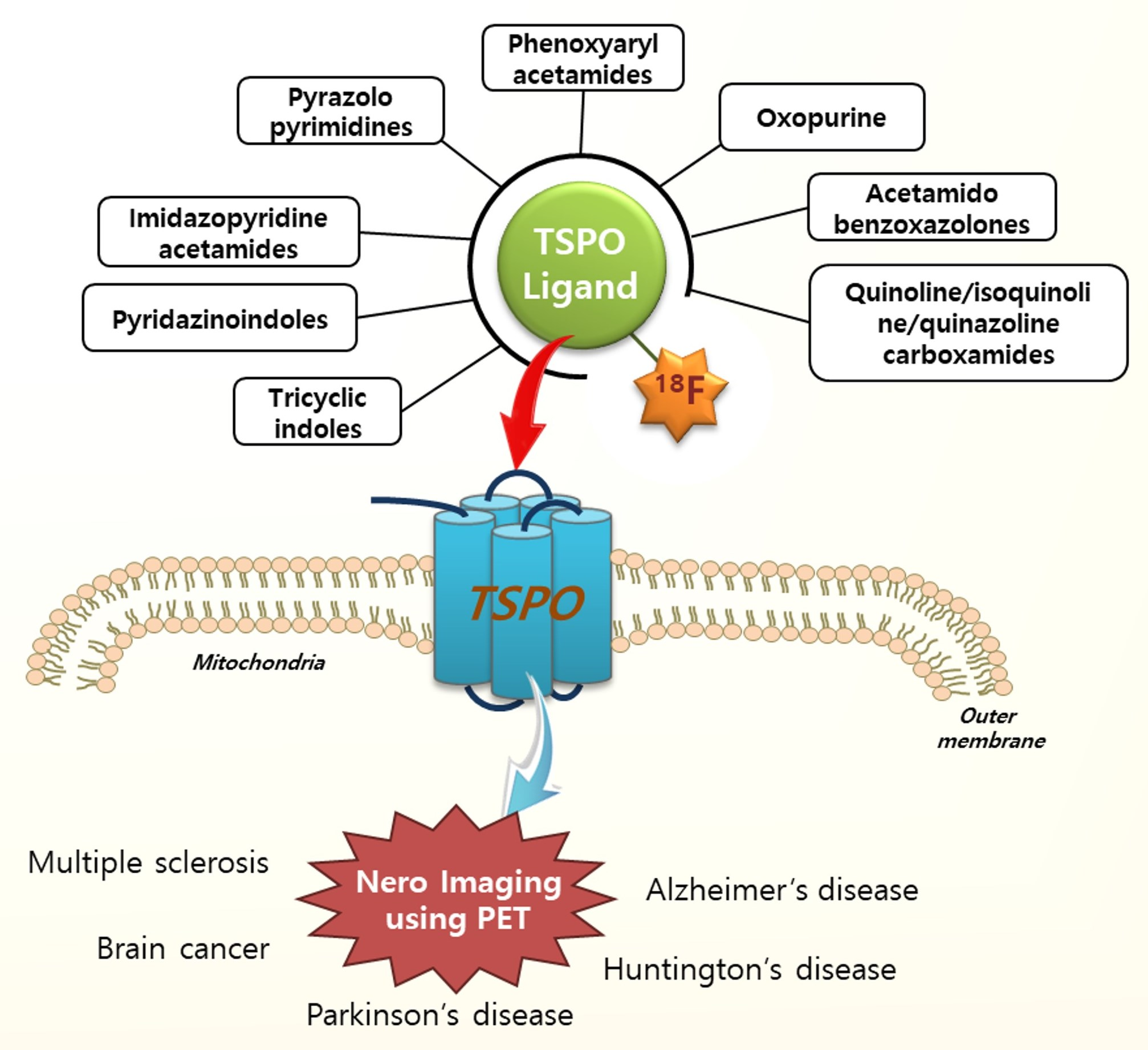 Pharmaceutics | Free Full-Text | 18F-Radiolabeled Translocator Protein (TSPO) PET Tracers ...