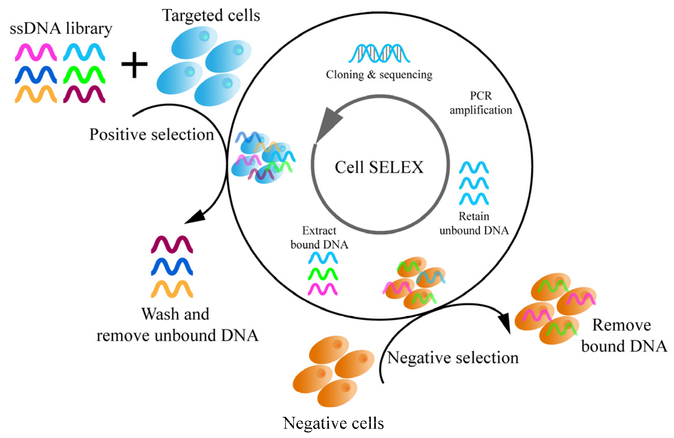 Aptamers as Smart Ligands for Targeted Drug Delivery in Cancer Therapy