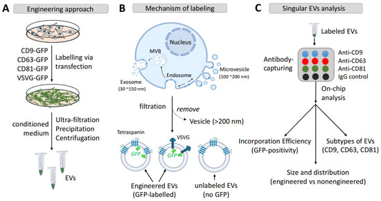 Genetically Engineered Extracellular Vesicles Harboring Transmembrane ...
