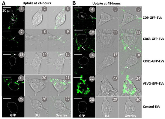 Genetically Engineered Extracellular Vesicles Harboring Transmembrane ...