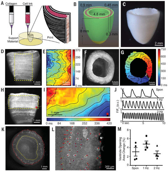 3D Bioprinting Using Hydrogels: Cell Inks and Tissue Engineering ...