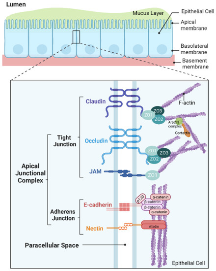 Airway Epithelial Cell Junctions as Targets for Pathogens and ...