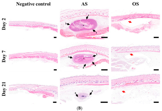 Effect of Dispersion Medium on Pharmacokinetic Profile of Rotigotine ...