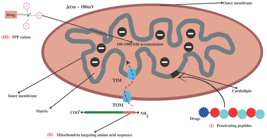 Mitochondrial Dysfunction: Pathophysiology and Mitochondria-Targeted ...