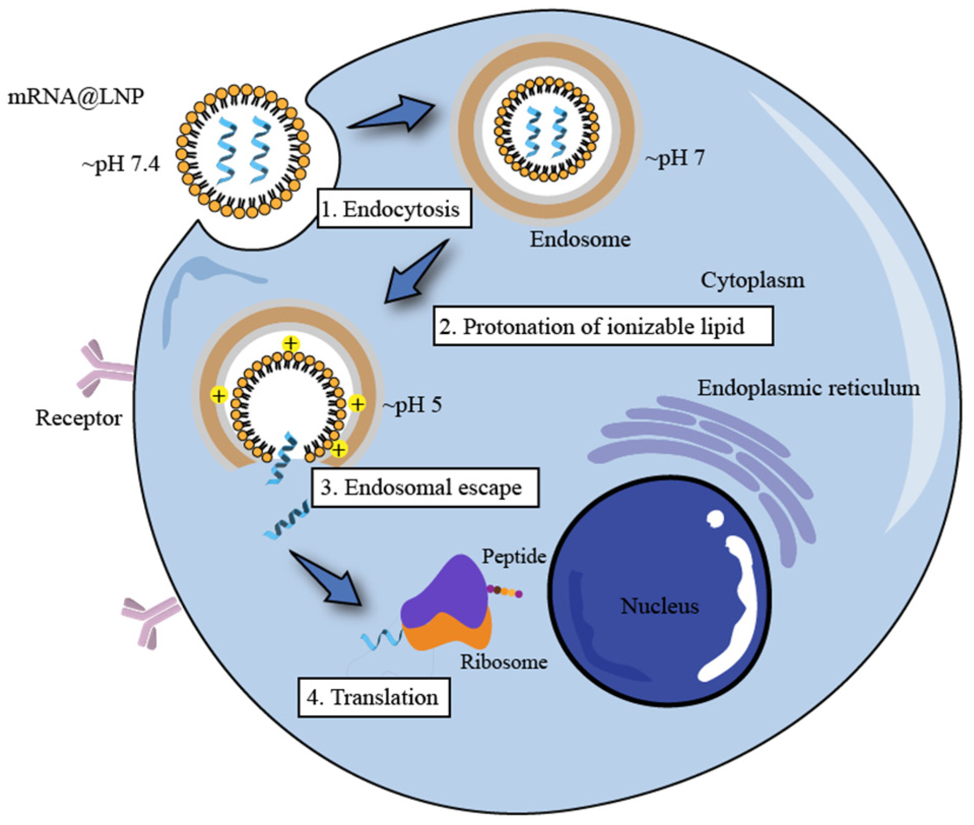 Recent Advances in Lipid Nanoparticles for Delivery of mRNA