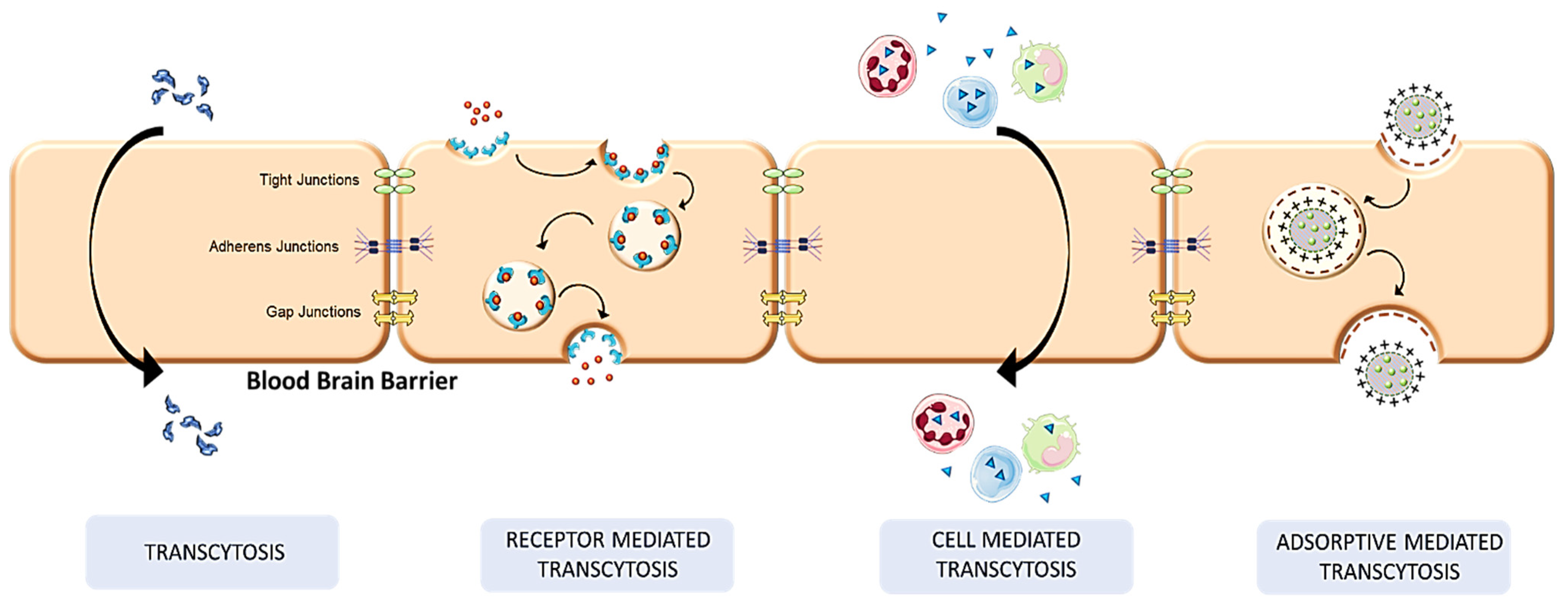 Current Update on Transcellular Brain Drug Delivery