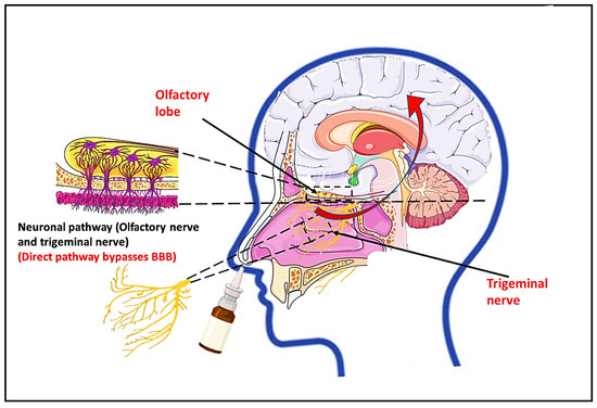 Current Update on Transcellular Brain Drug Delivery