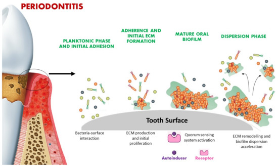 Drugs for the Quorum Sensing Inhibition of Oral Biofilm: New Frontiers ...