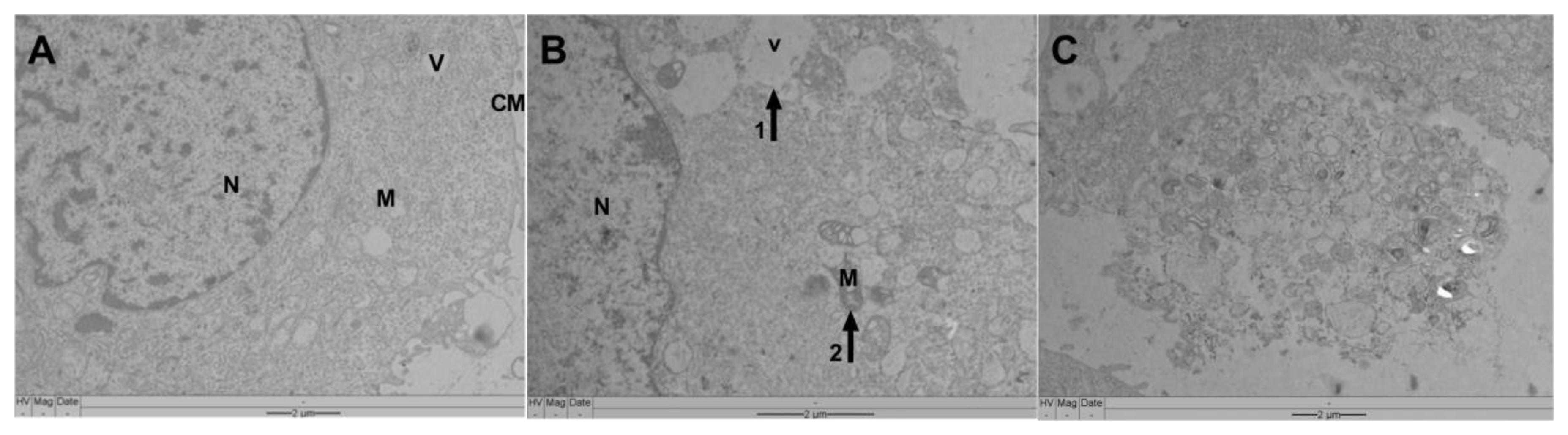 Pluronic® F127 Thermoresponsive Viscum album Hydrogel: Physicochemical ...