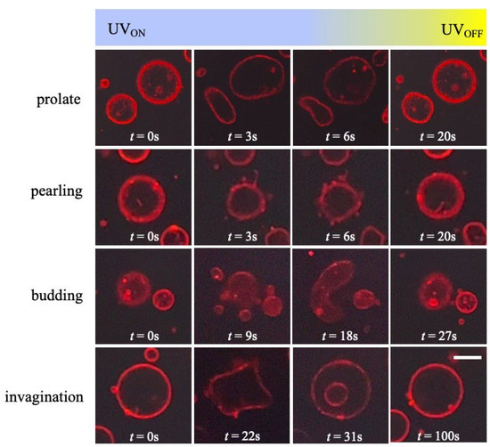 Light-Switchable Membrane Permeability in Giant Unilamellar Vesicles