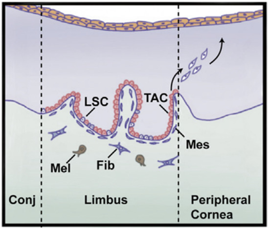 Bioprinted Membranes for Corneal Tissue Engineering: A Review