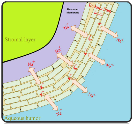 Bioprinted Membranes for Corneal Tissue Engineering: A Review