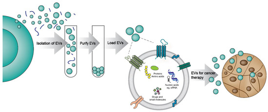Extracellular Vesicles as Drug Targets and Delivery Vehicles for Cancer ...